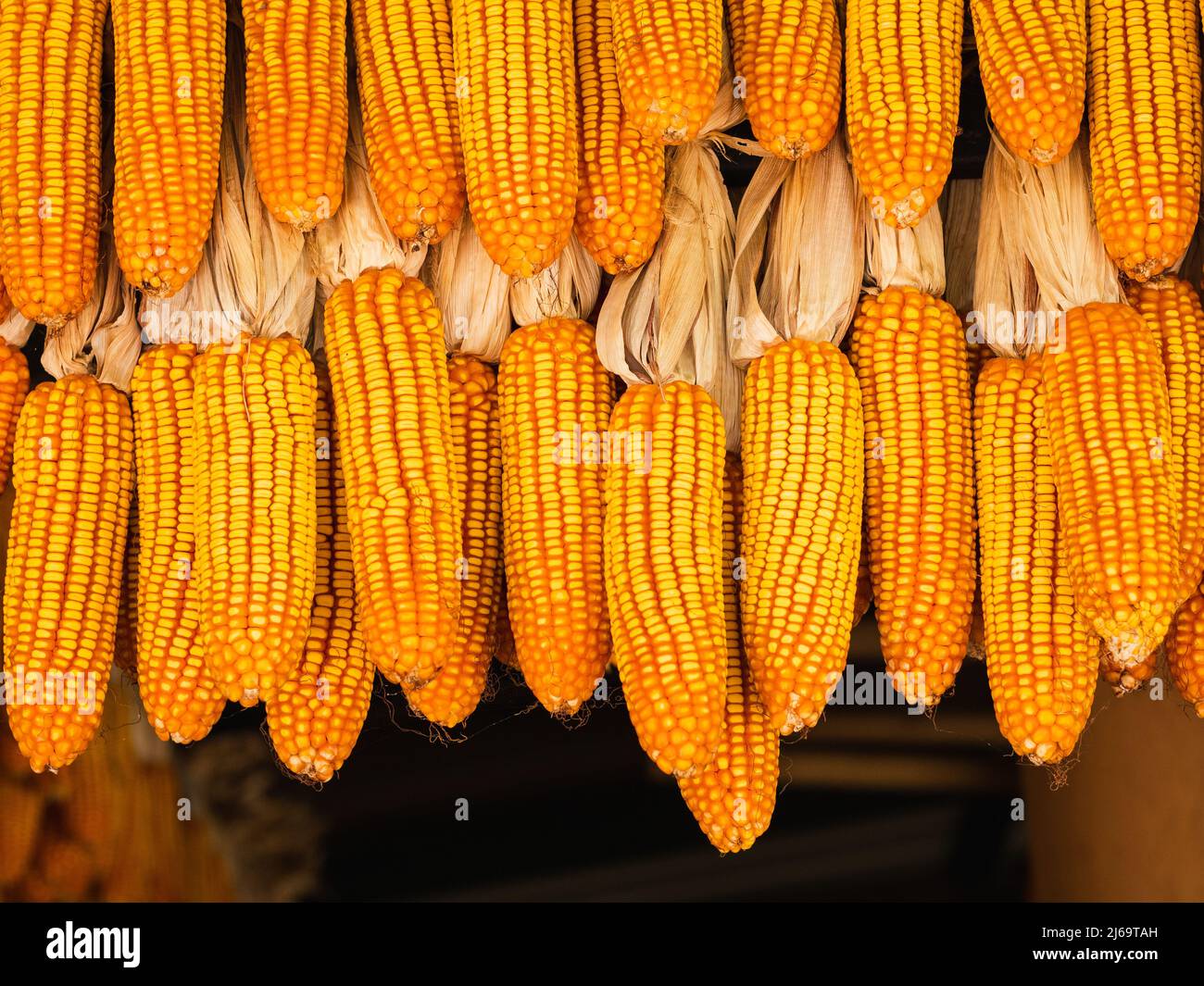 Group corn hi-res stock photography and images - Alamy Group corn hi-res stock photography and images - Alamy