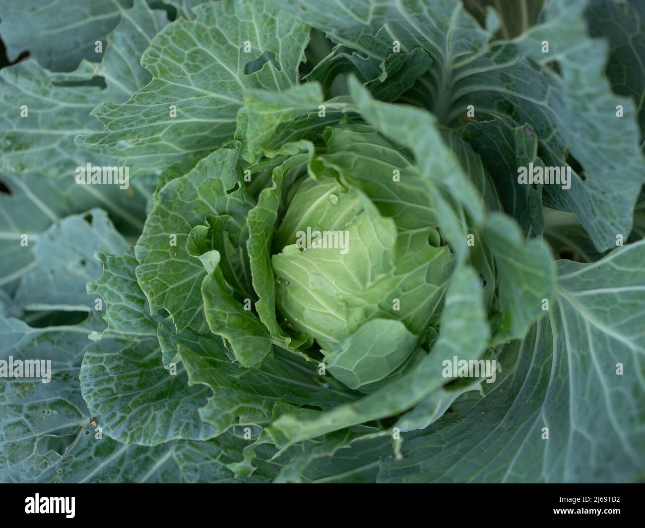 Flat cabbage hi-res stock photography and images - Alamy