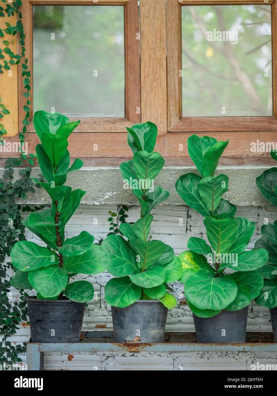 Green Fiddle fig in the black pots. Green tree outsid of the bui Stock ...