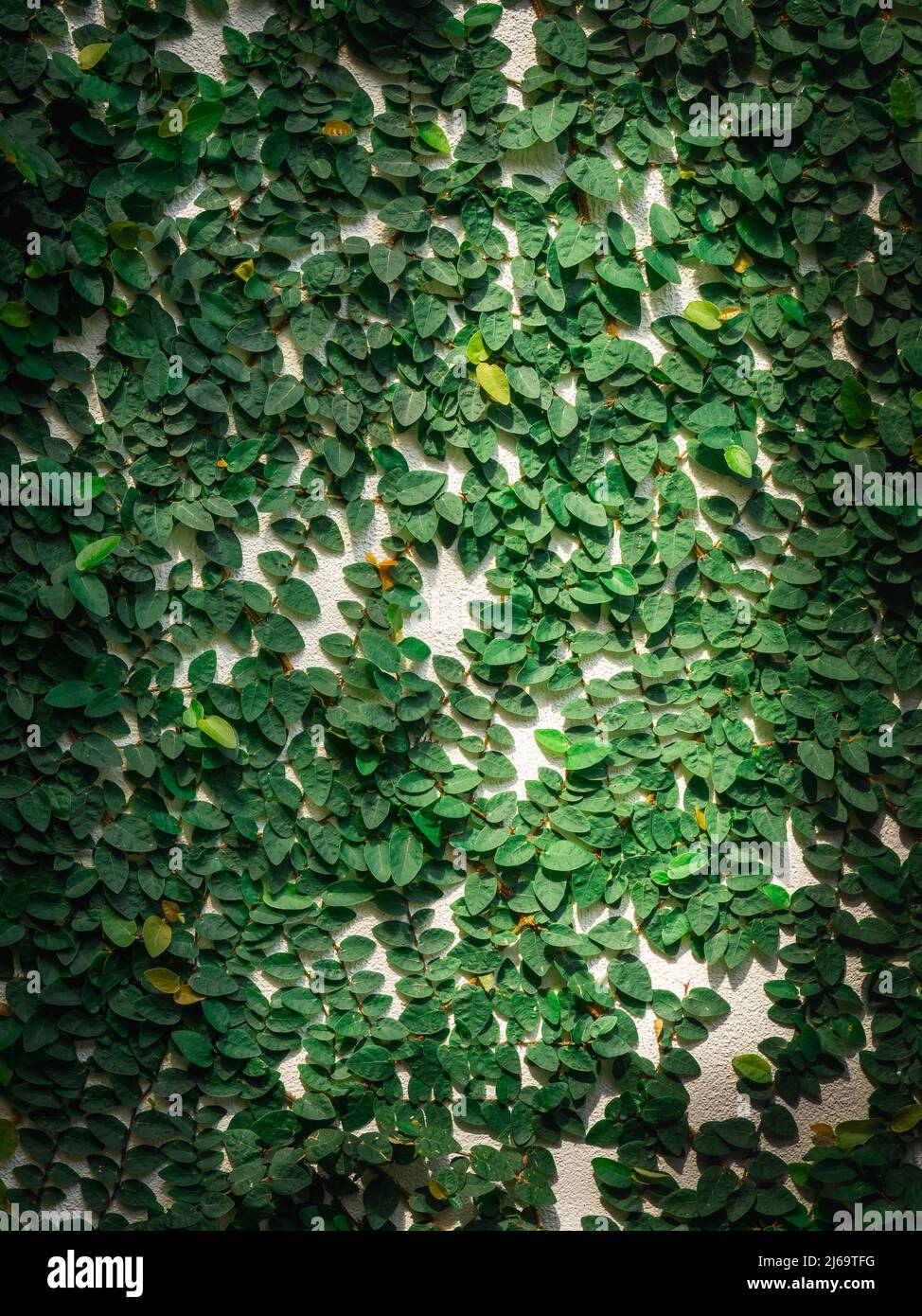 Climbing fig texture hi-res stock photography and images - Alamy