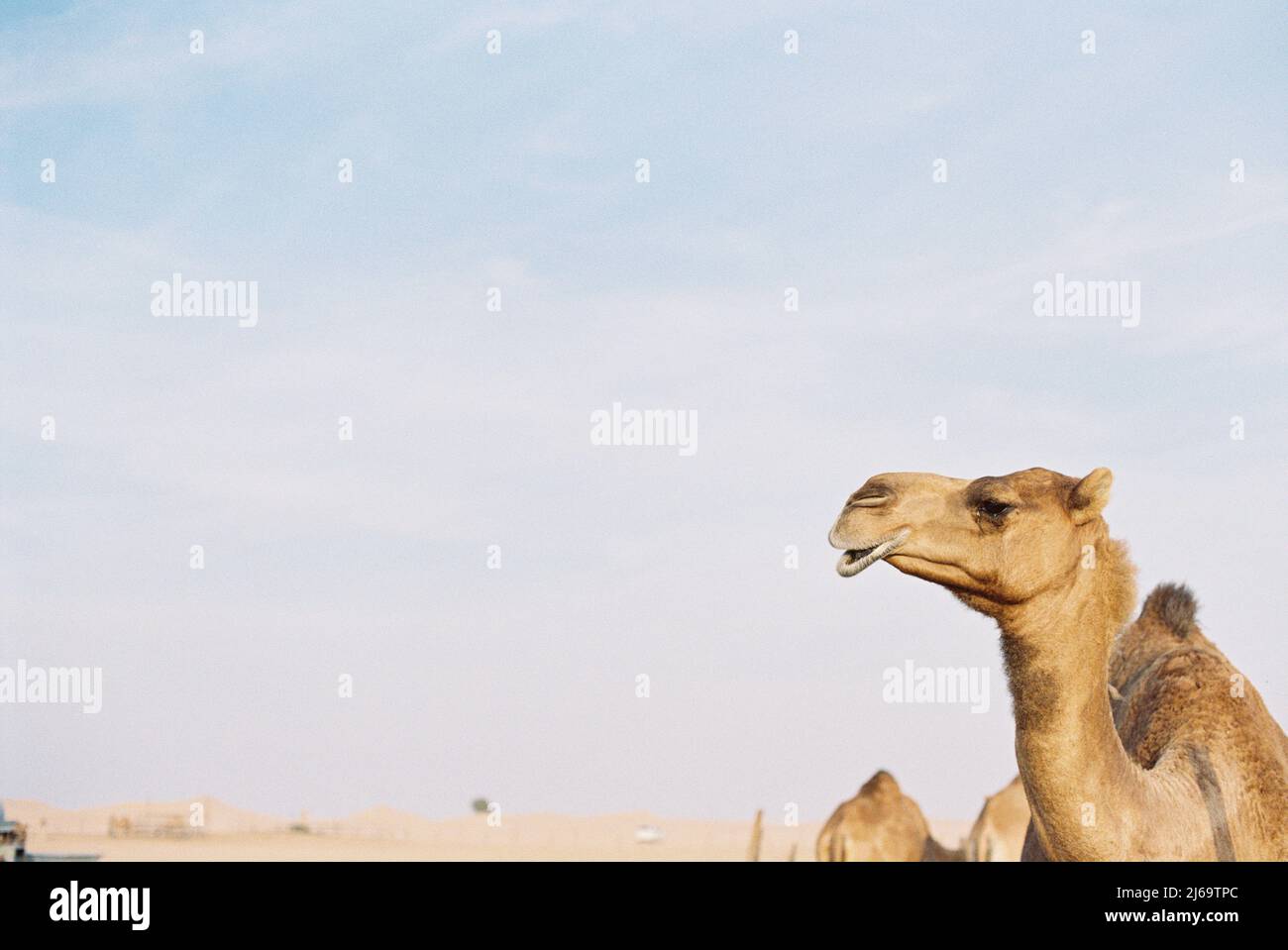 close up of camel head and neck on sunny day in the desert Stock Photo ...