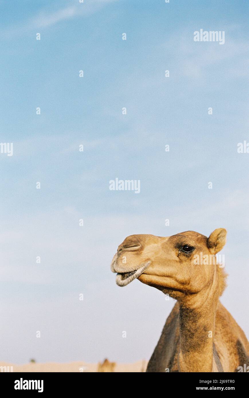 Camel desert head neck hi-res stock photography and images - Alamy