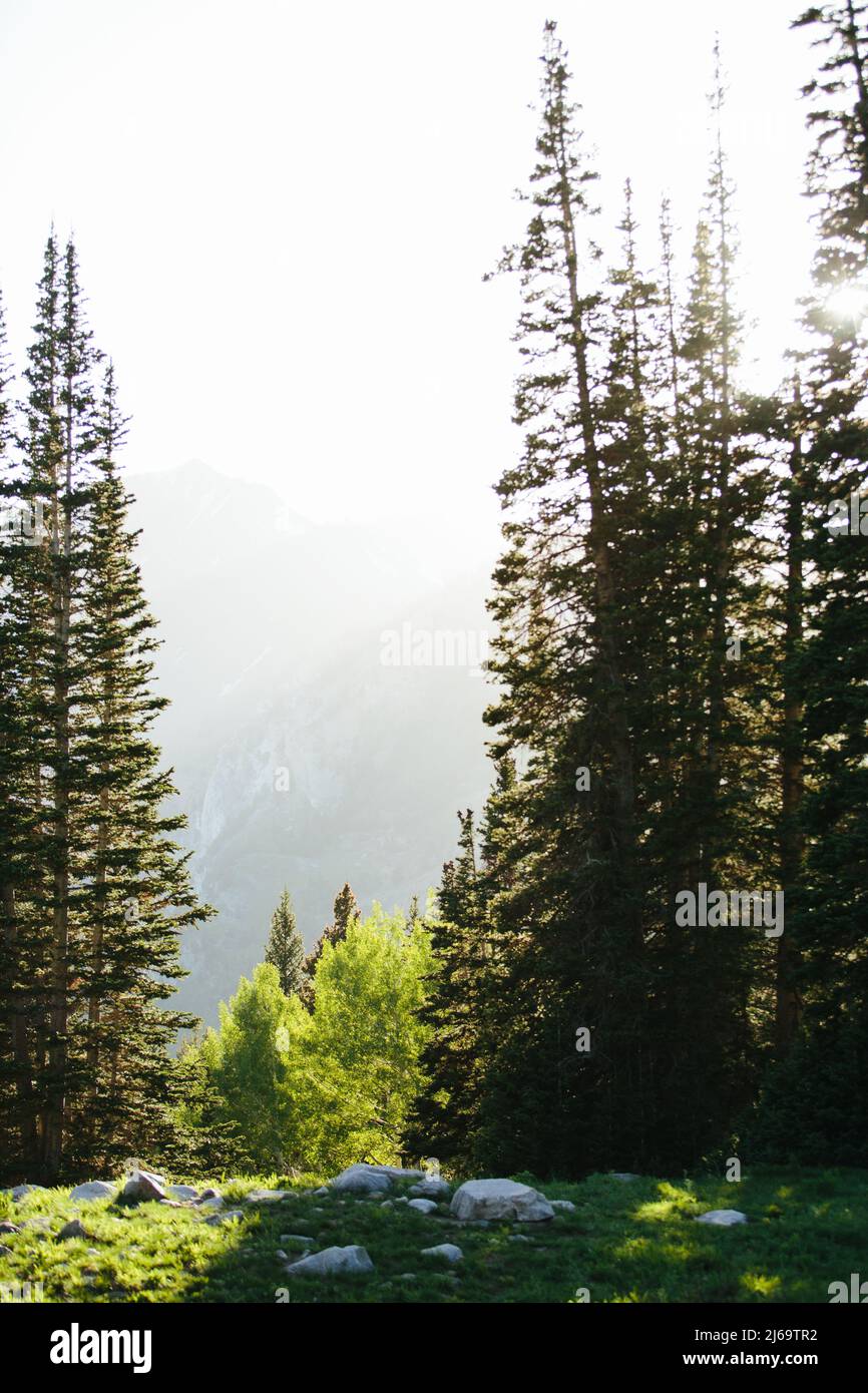 Sunset through pine trees lake hi-res stock photography and images - Alamy