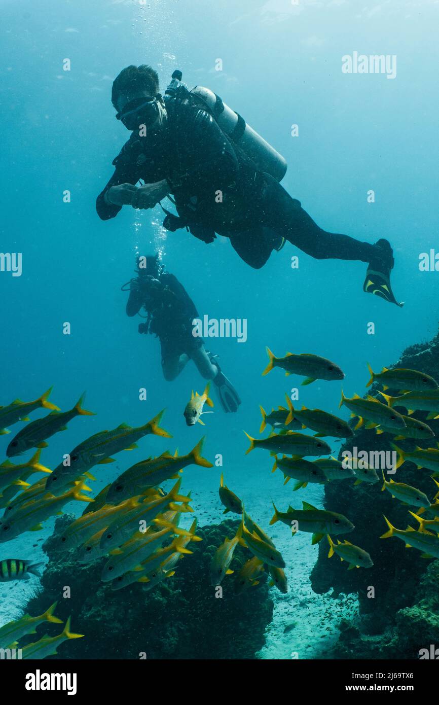 divers exploring the ocean floor on a dive around Phuket Stock Photo ...