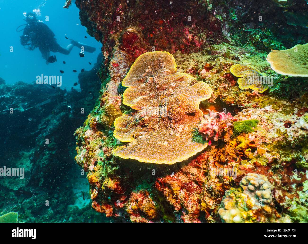 Diver exploring ocean floor hi-res stock photography and images - Alamy