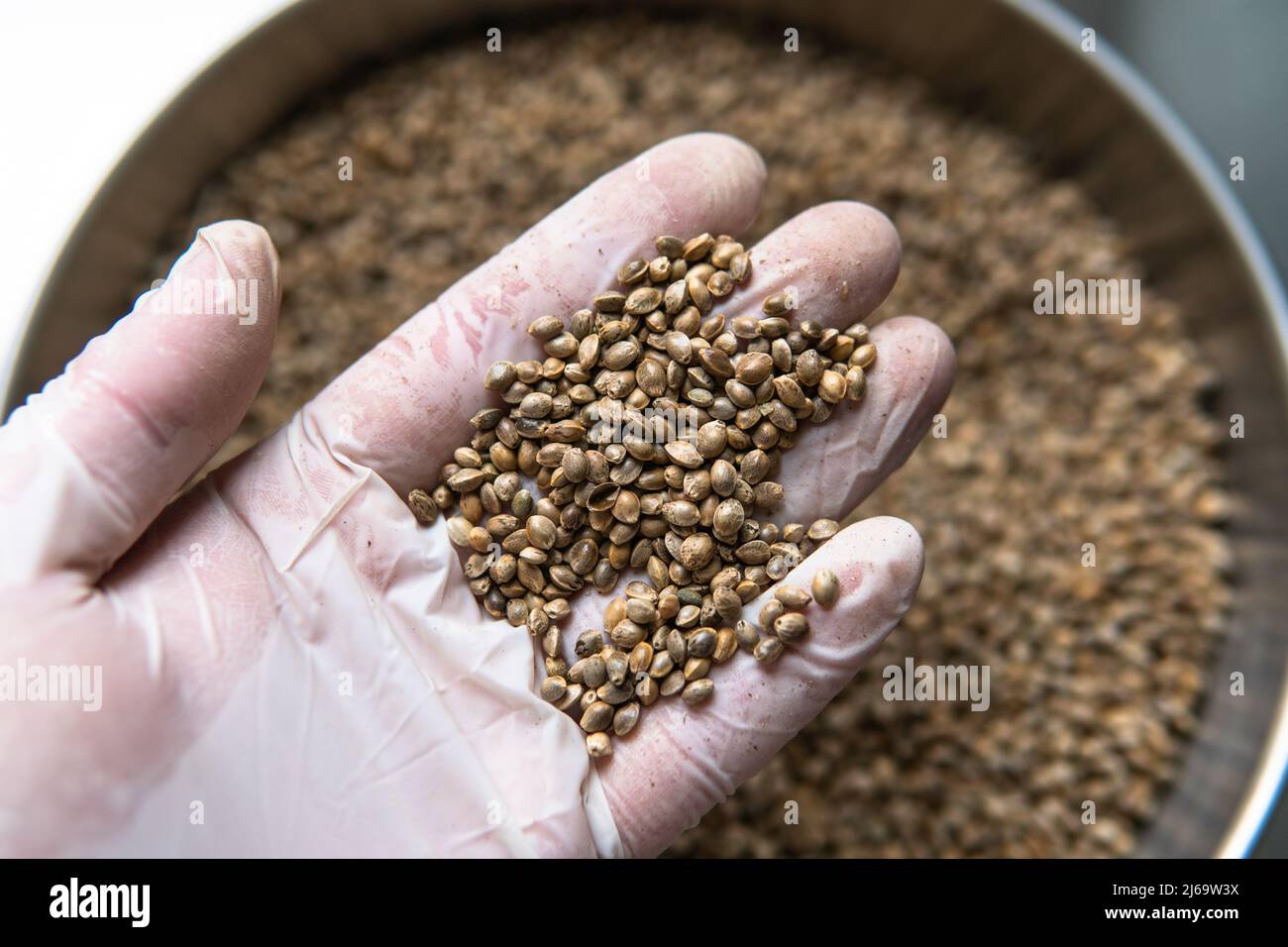 marijuana grain macro photo. Legalization of cannabis cultivatio Stock ...