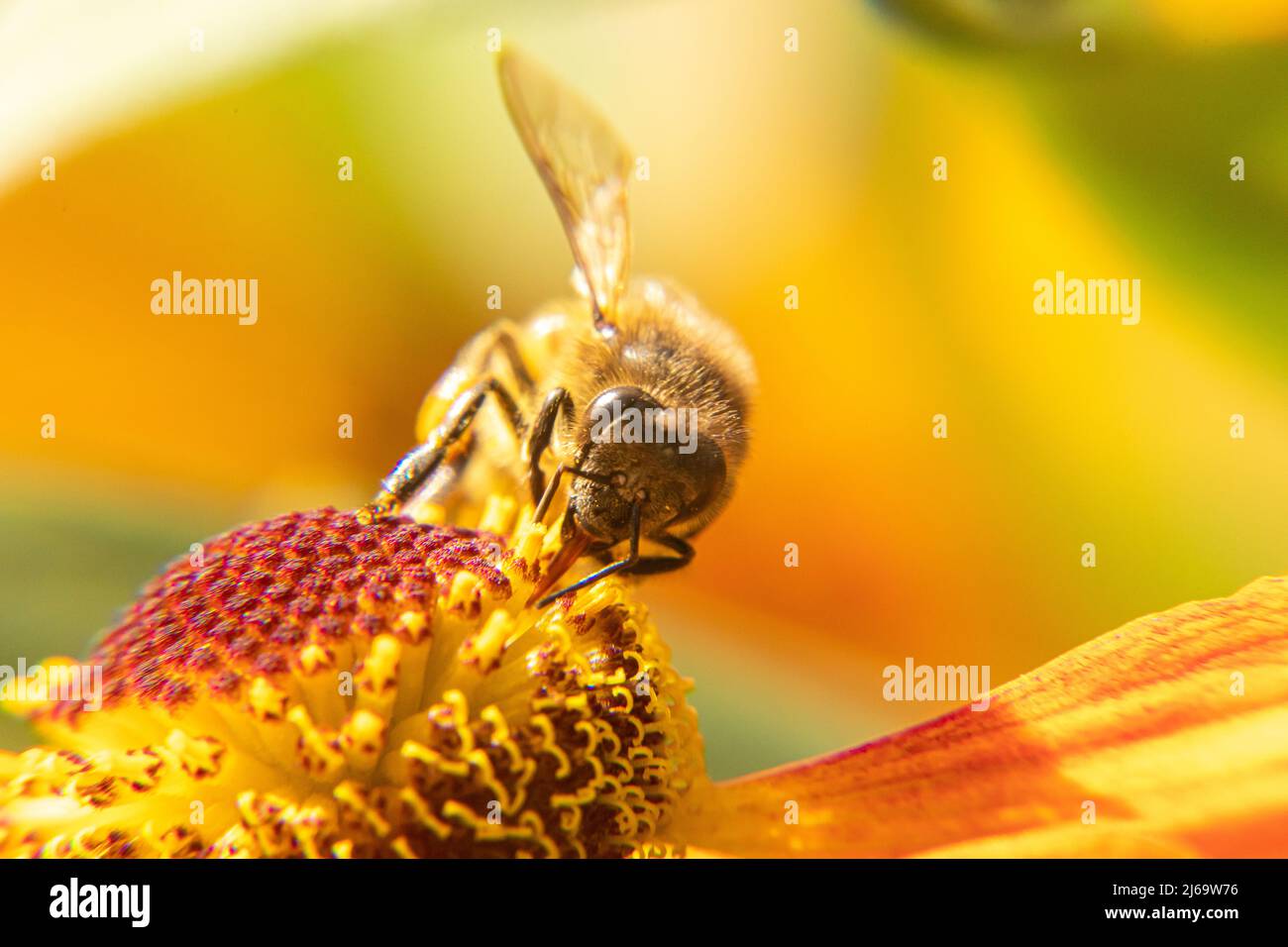 Honey bee covered with yellow pollen drink nectar, pollinating flower ...