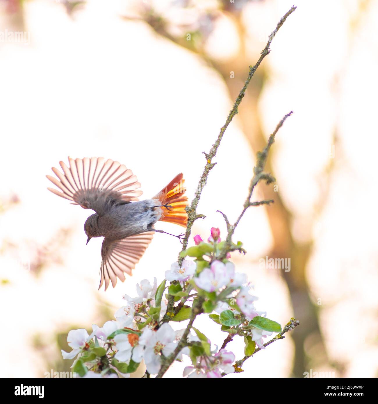 A black redstart flies away from a apple tree branch in bright sunshine ...