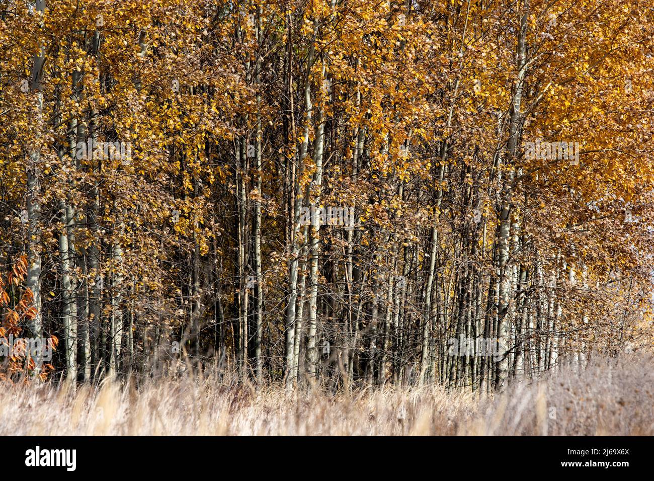Striped natural background with young aspen trees with yellow leaves ...