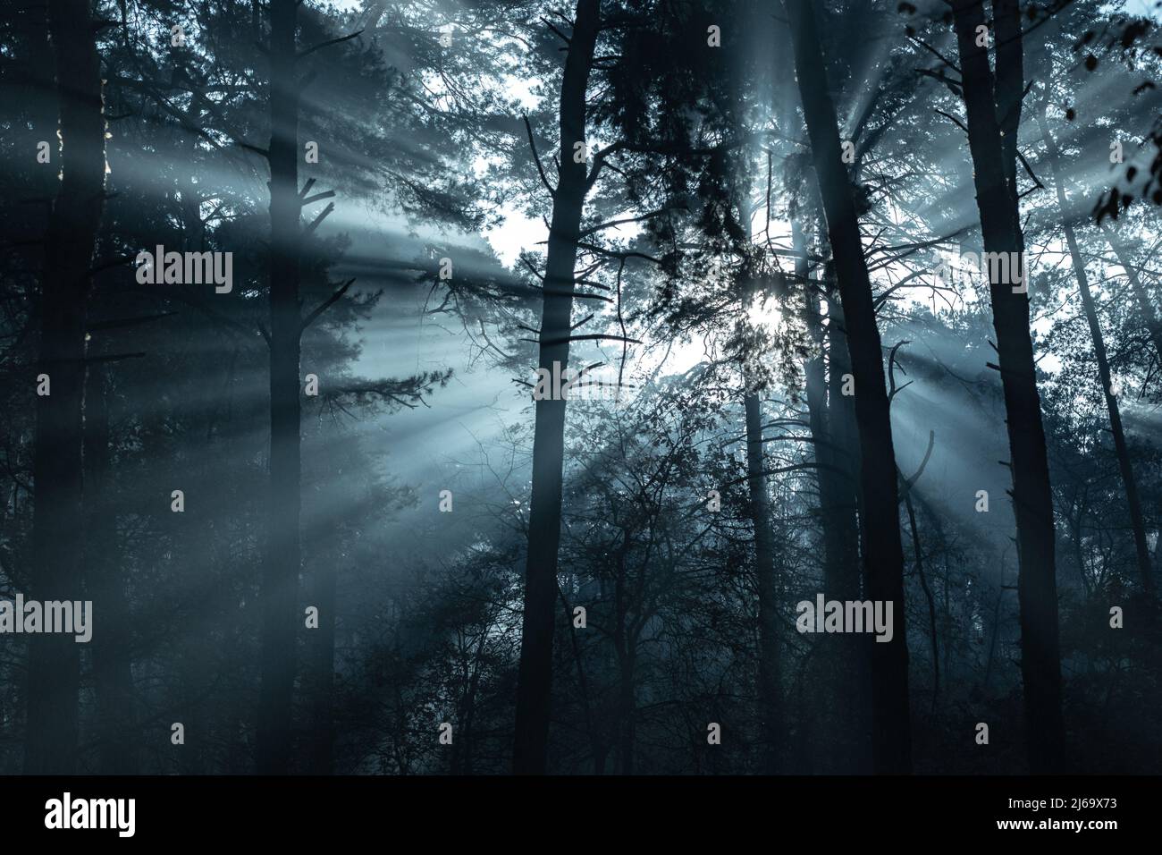 Sunlight rays going through trees and mist in morning forest Stock ...