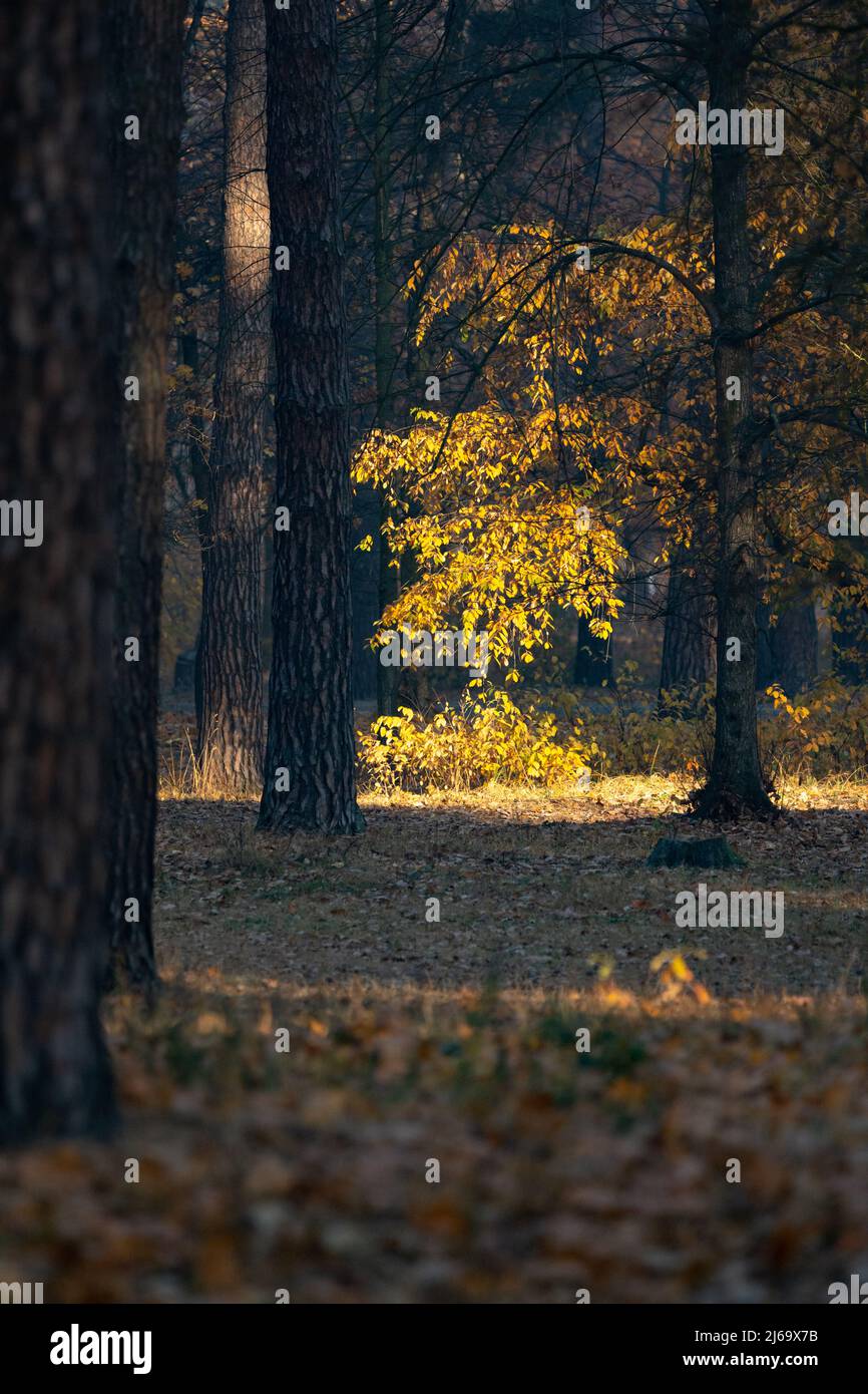 Sunlight rays hi-res stock photography and images - Alamy