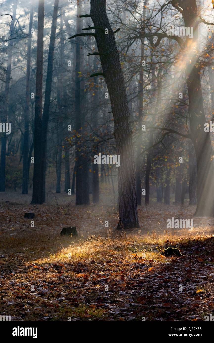 Sunlight mist nobody hi-res stock photography and images - Alamy