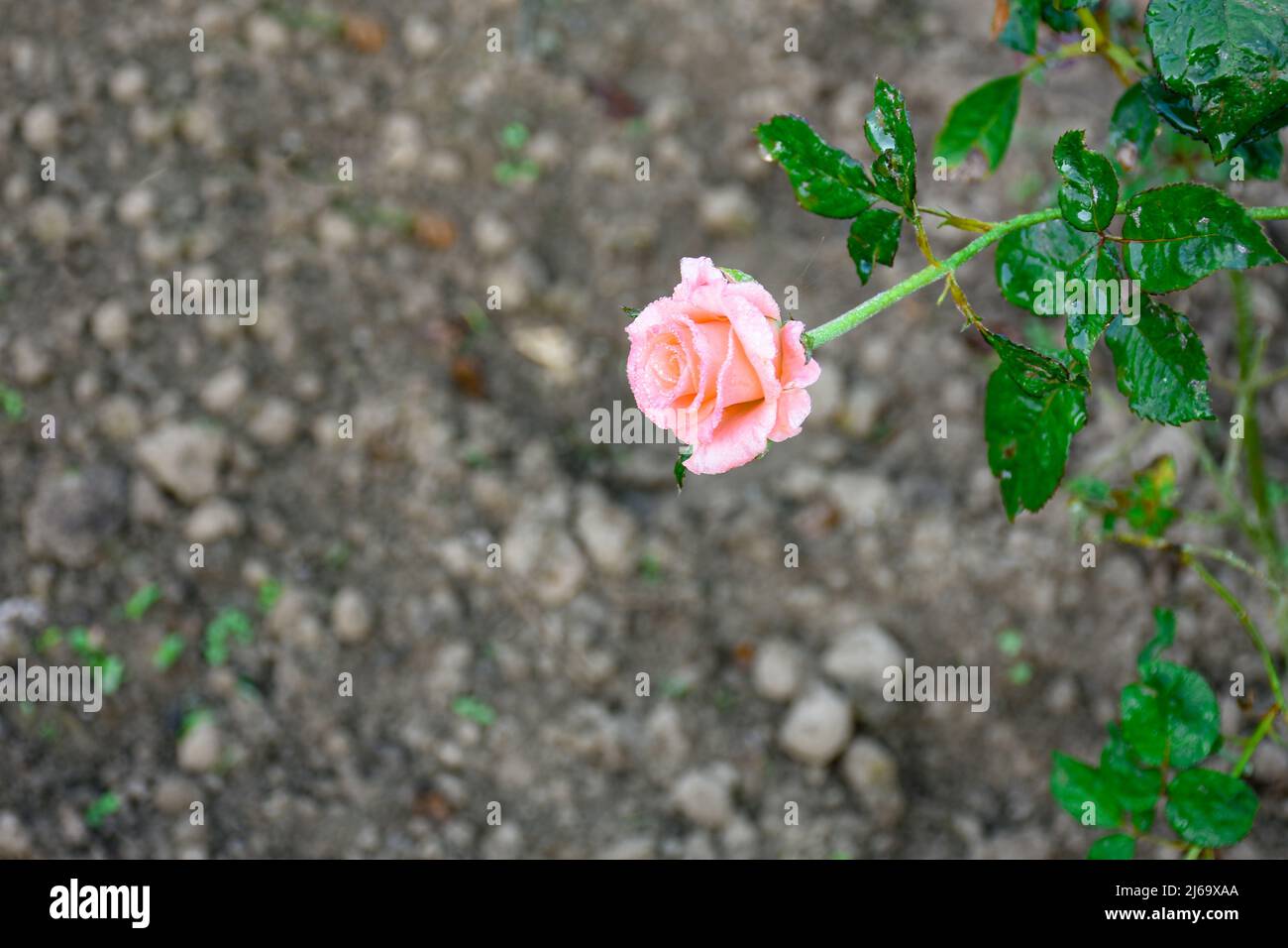 Rose petal top view hi-res stock photography and images - Alamy
