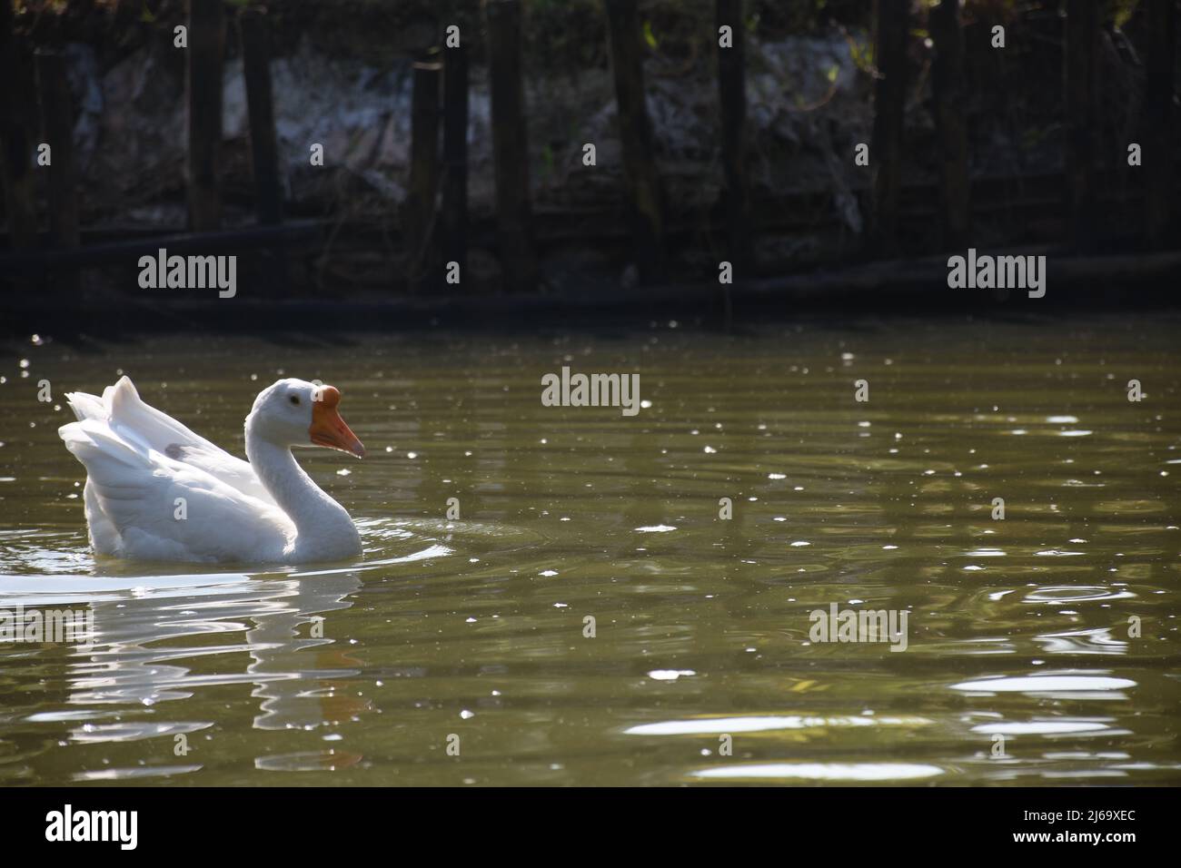 Chinese geese are light-weight, graceful birds. They have a long ...