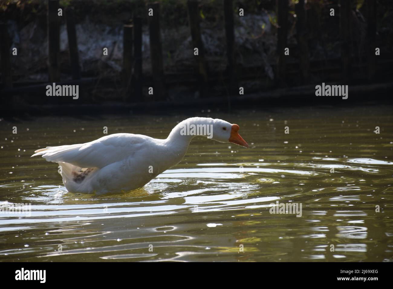 Chinese geese are light-weight, graceful birds. They have a long ...