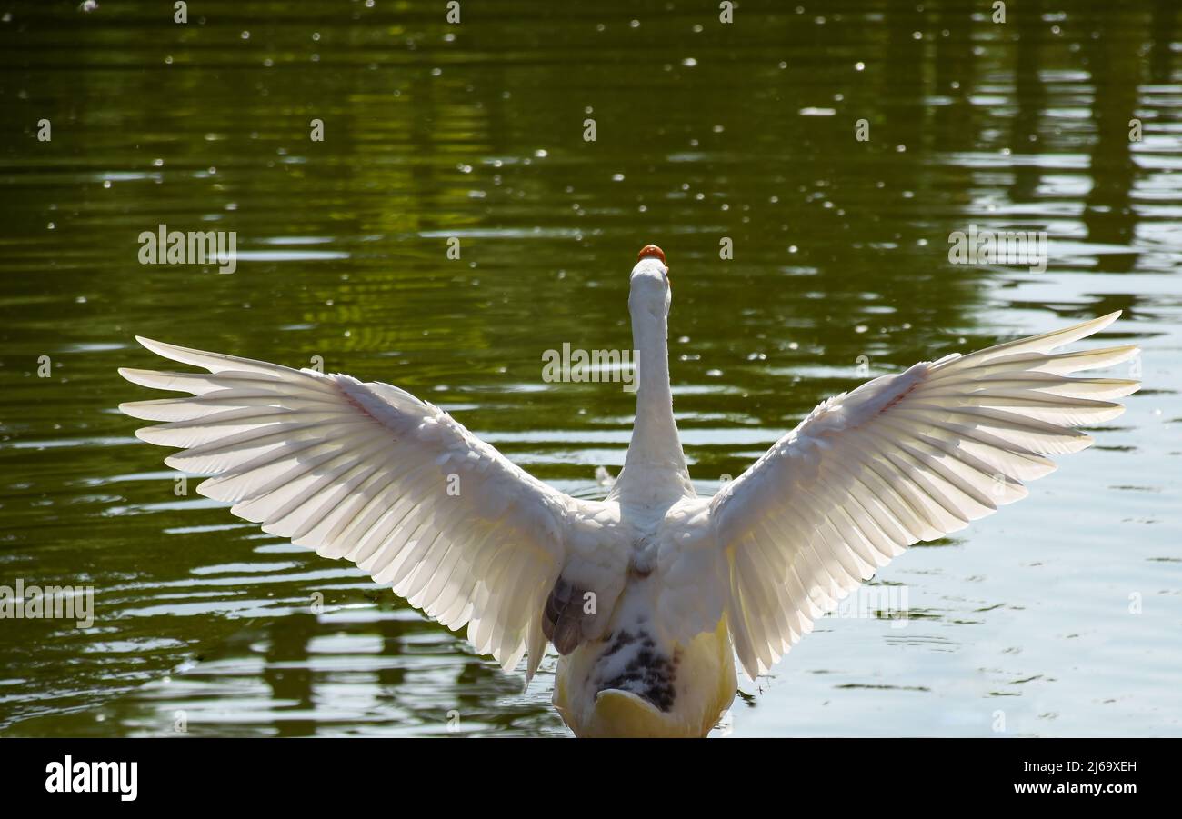 Chinese geese are light-weight, graceful birds. They have a long ...