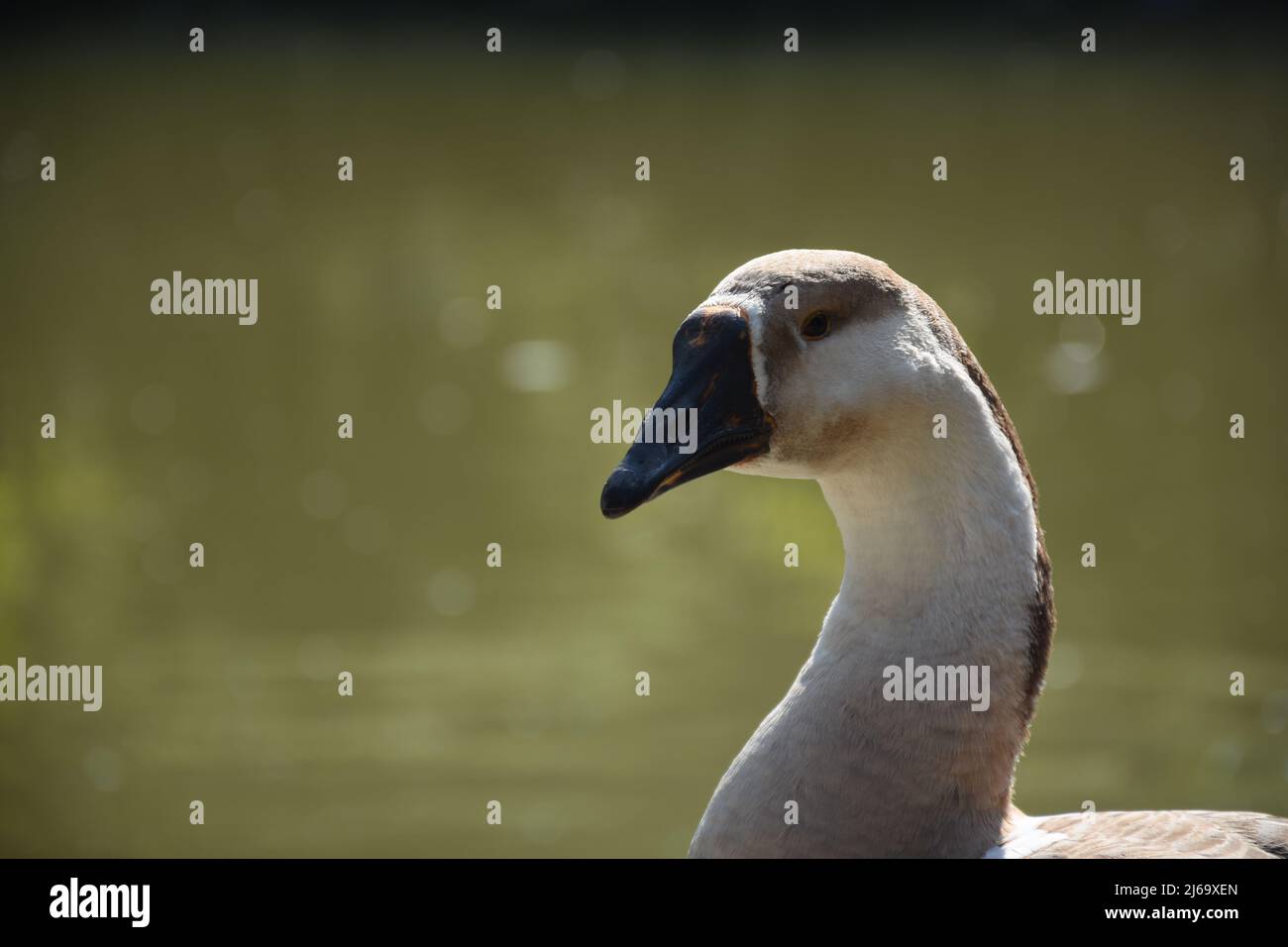 Chinese geese are light-weight, graceful birds. They have a long ...