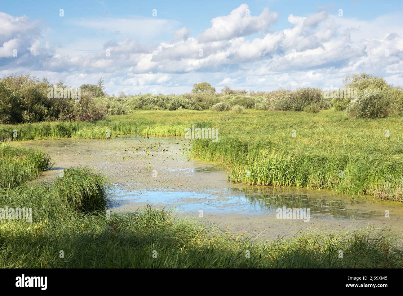 Banks of the berezina river hi-res stock photography and images - Alamy