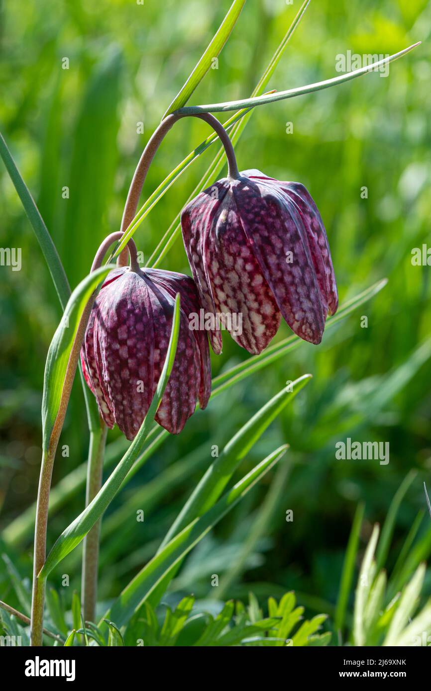 Snakeshead fritillary (Fritillaria meleagris, snake's-head fritillary ...