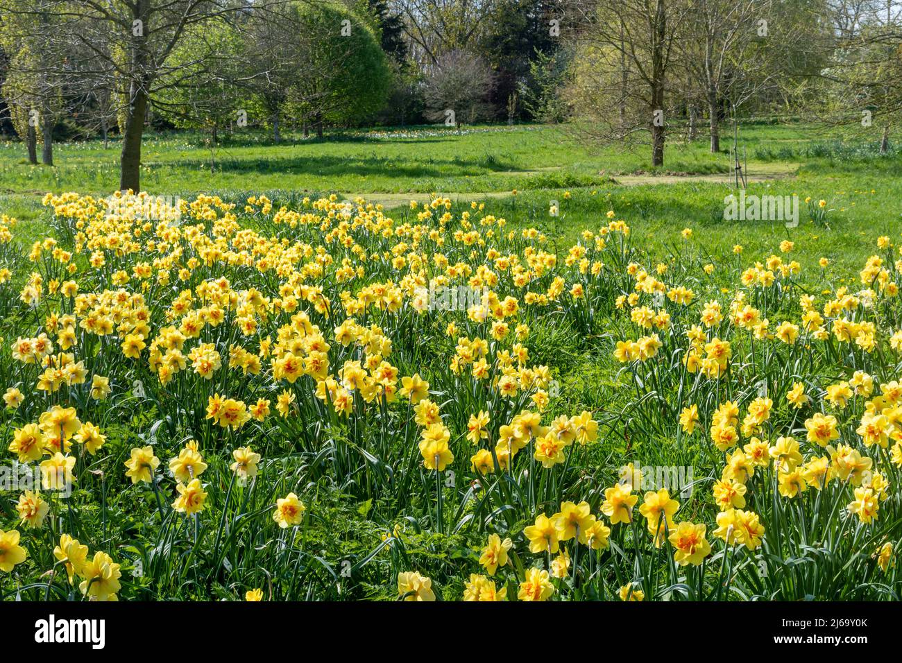 Daffodils during spring at Waterperry Gardens, a visitor attraction in ...