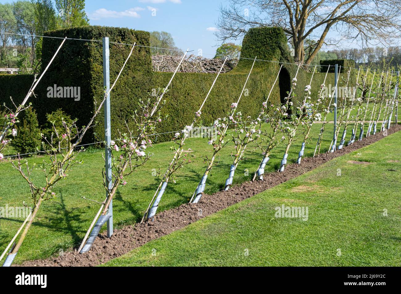 Trained to grow diagonally hi-res stock photography and images - Alamy