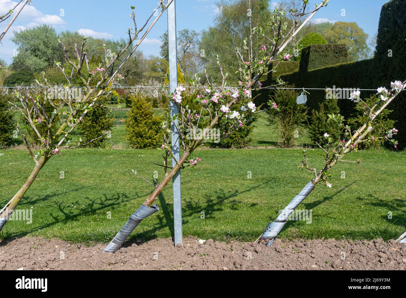 Apple trees trained to grow diagonally at Waterperry Gardens ...