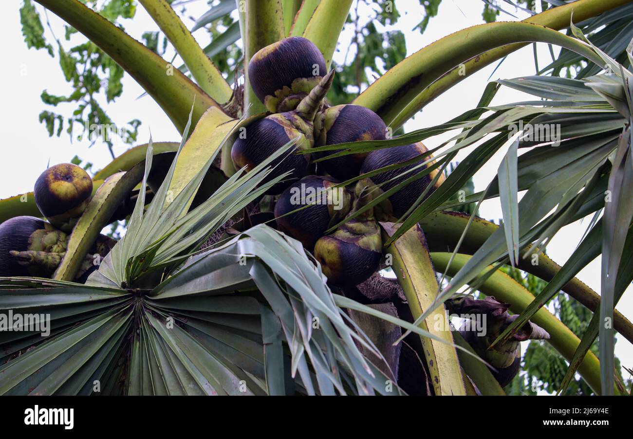 Asian palmyra palm (Borassus flabellifer) fruit on the palm tree in ...