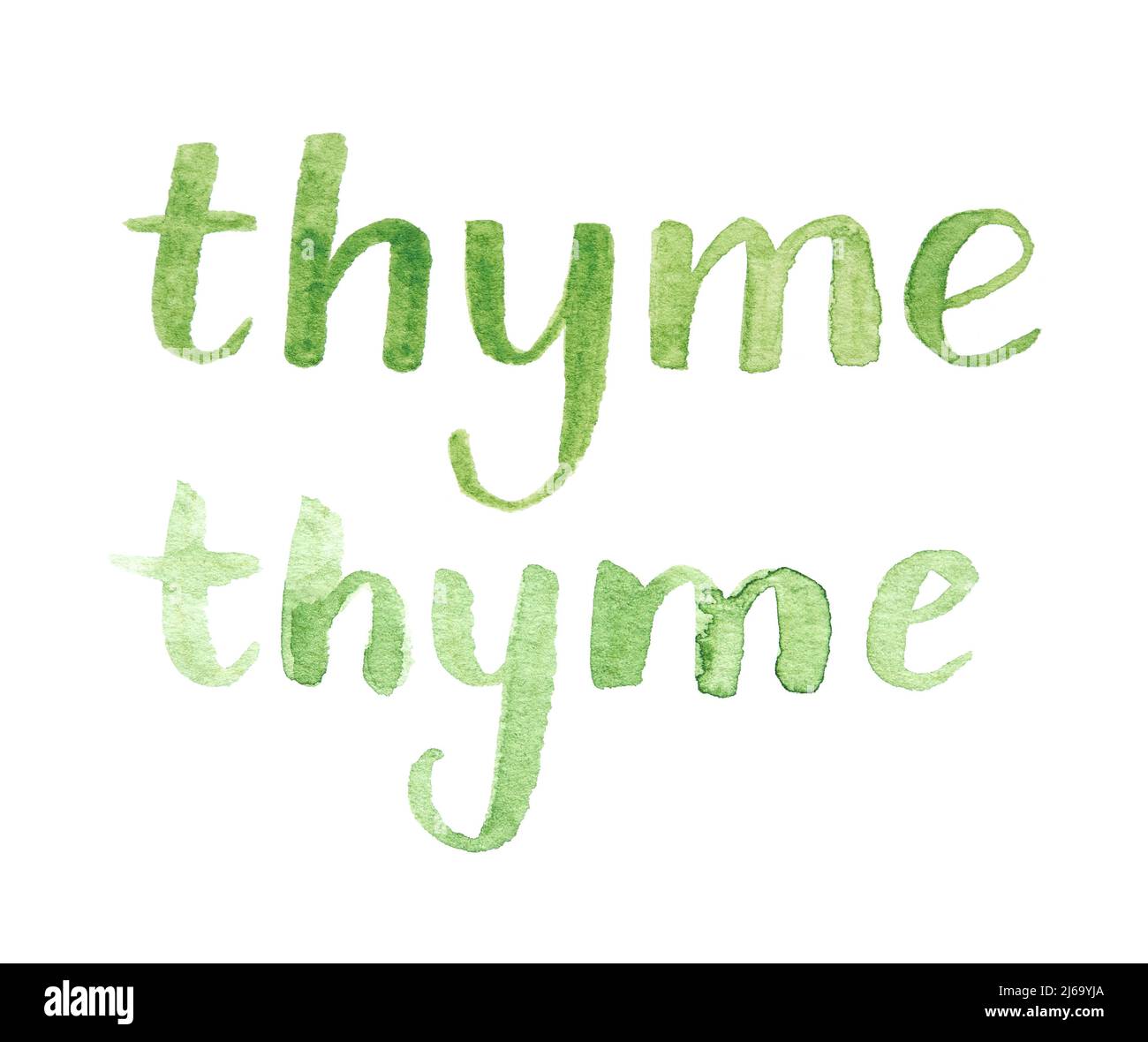 Thyme hand drawn watercolor painting Cut Out Stock Images & Pictures ...