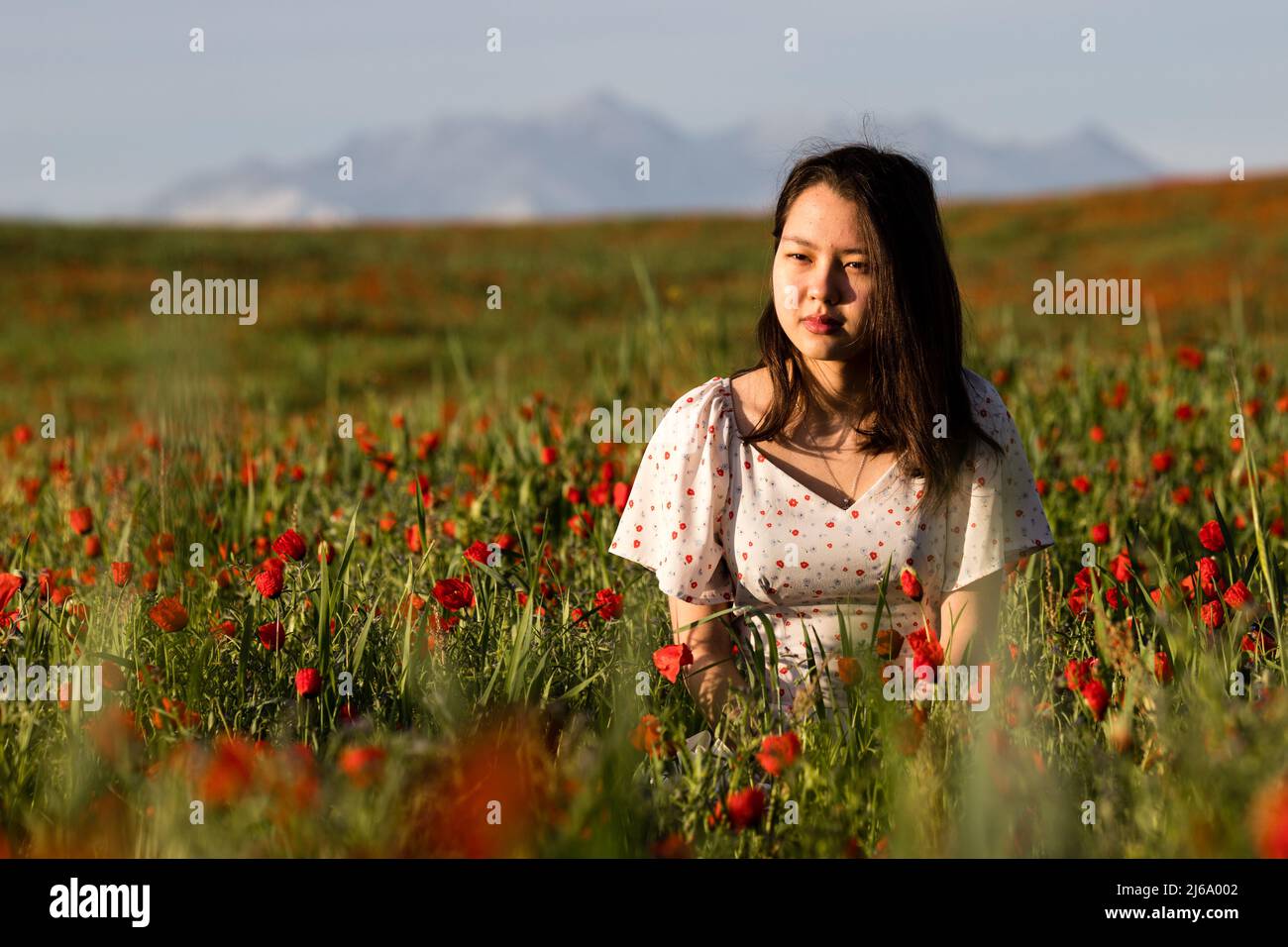 Poppy fields near Leninskoe village near the city of Bishkek in Kyrgyzstan Stock Photo - Alamy