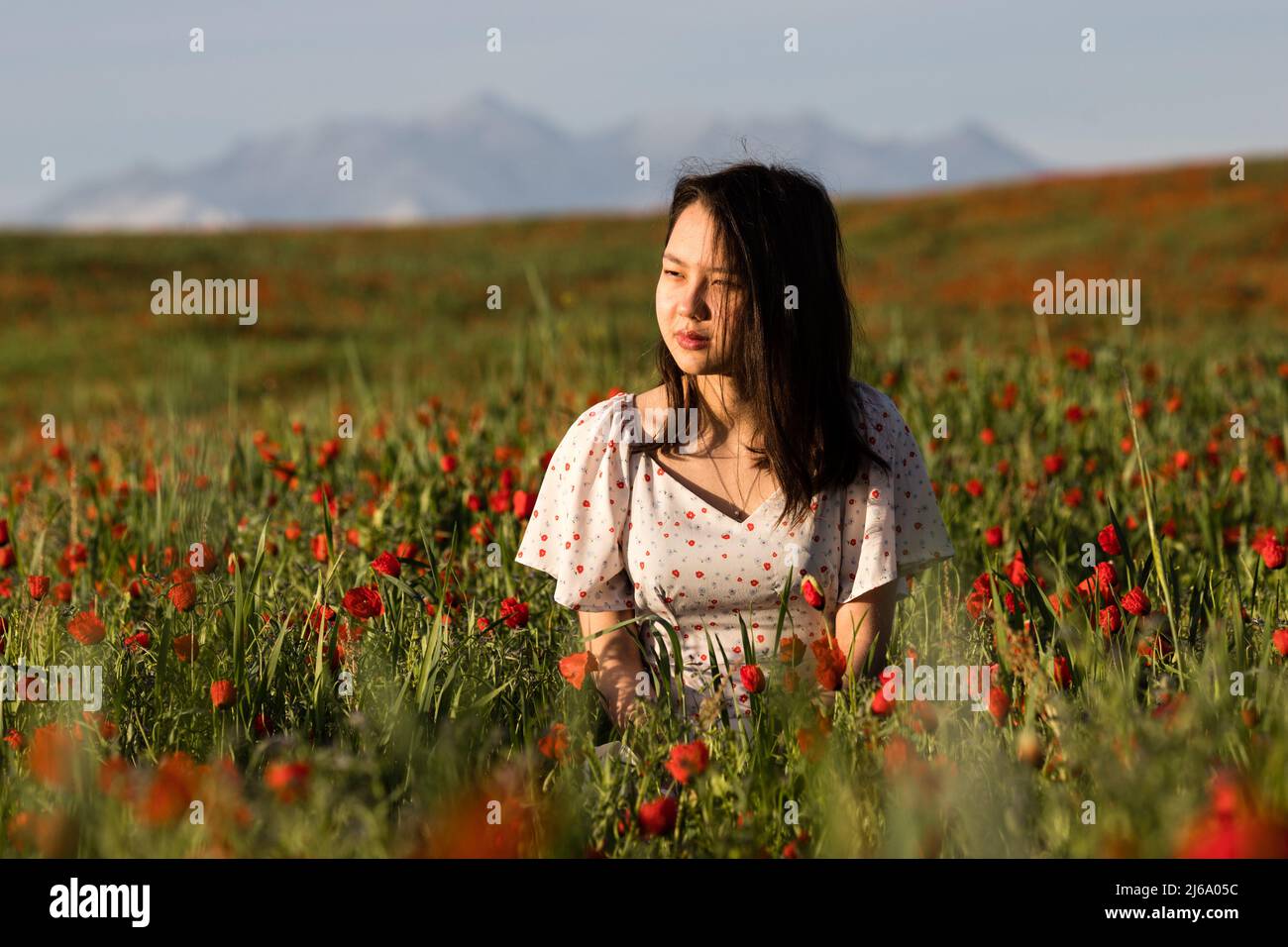 Poppy fields near Leninskoe village near the city of Bishkek in Kyrgyzstan Stock Photo - Alamy