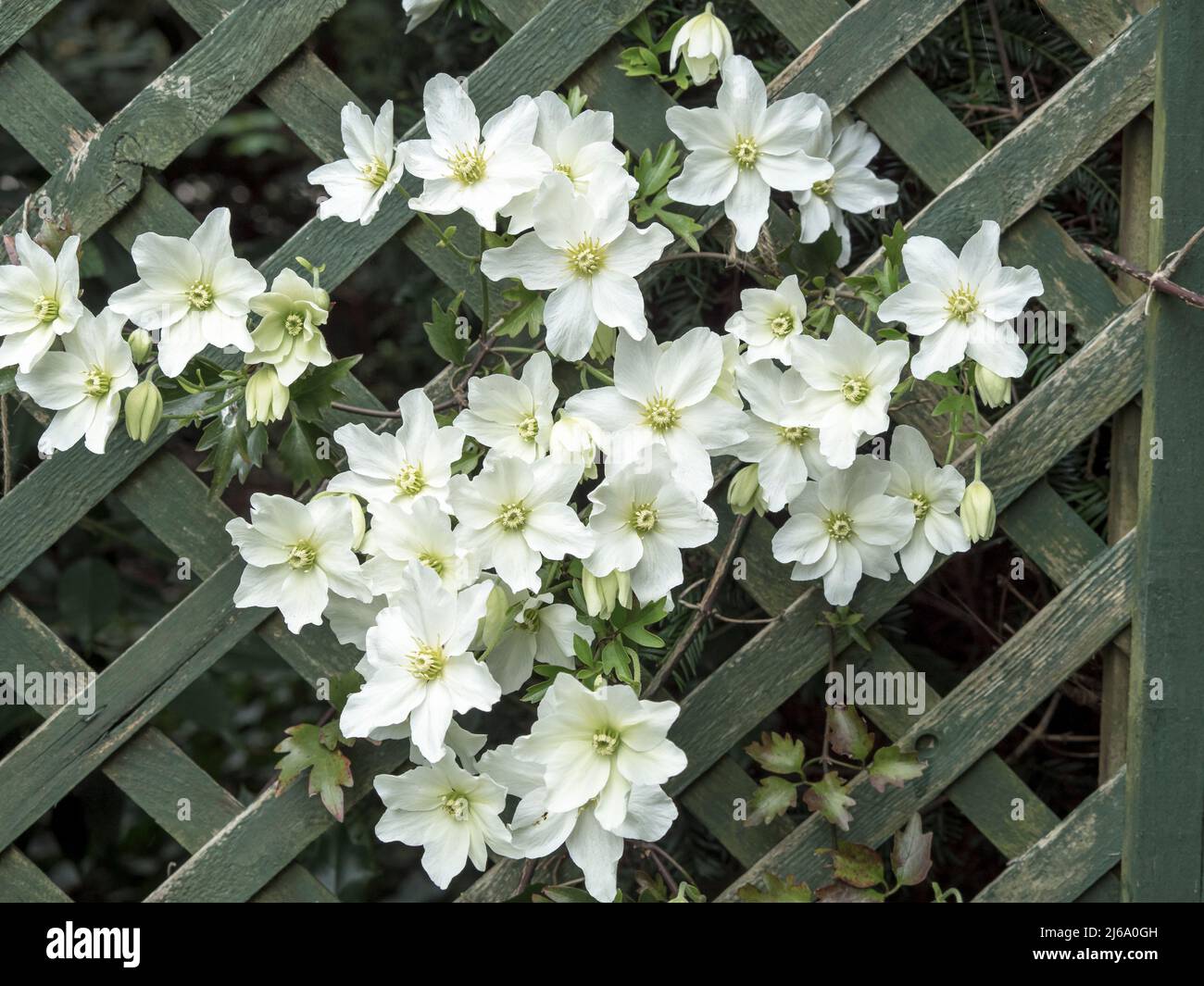 White Clematis flowers growing through a wooden lattice Stock Photo - Alamy