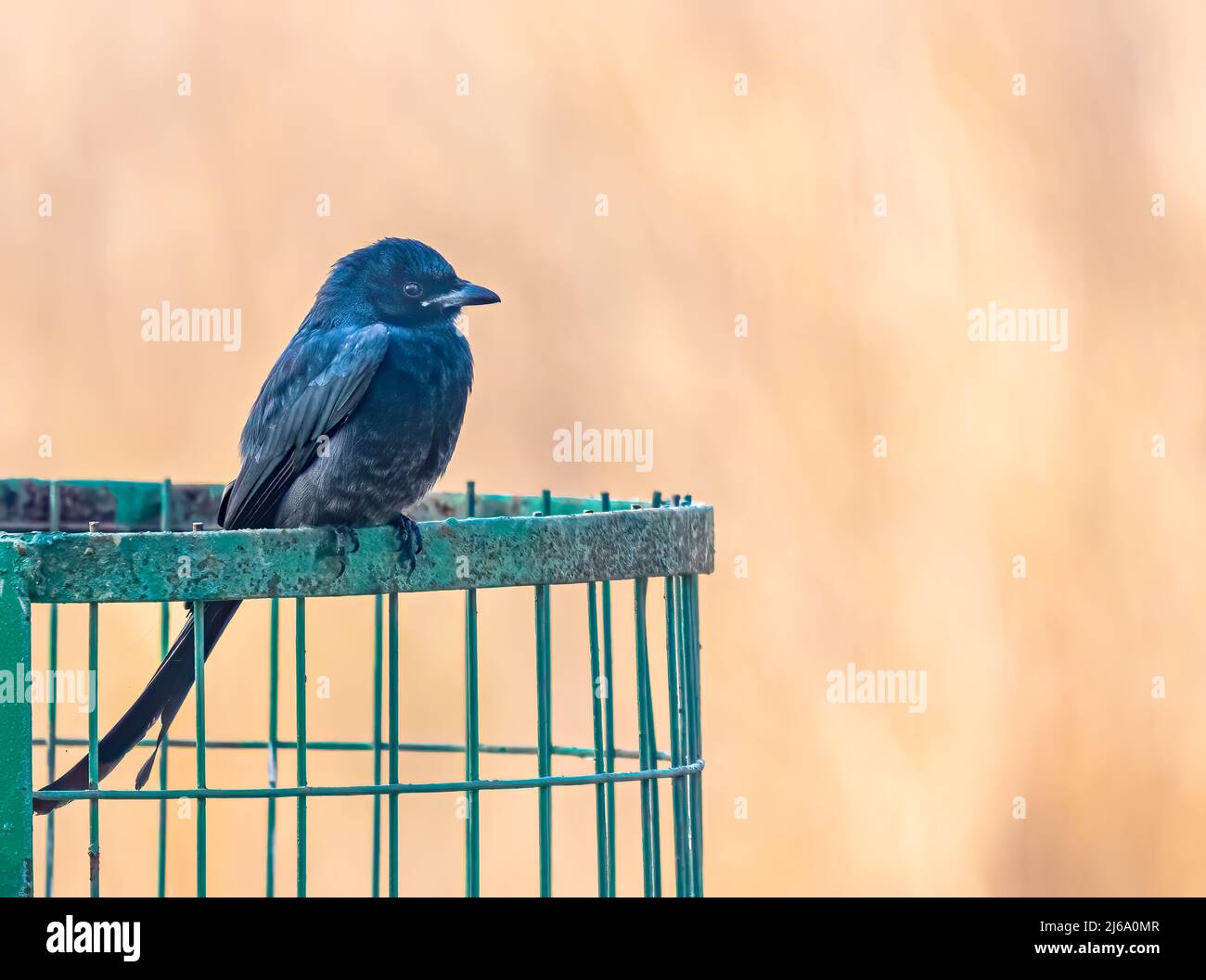 Drango in nature hi-res stock photography and images - Alamy