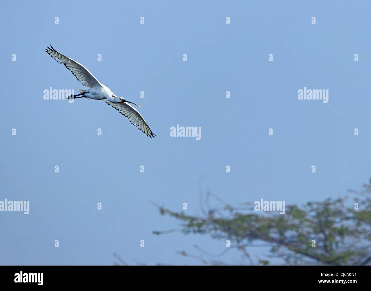 Spoon bill in flight hi-res stock photography and images - Alamy