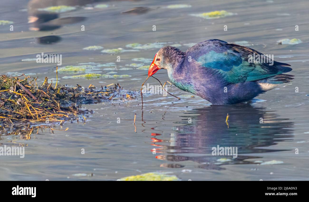 Purple Swamphen carrying nest material from lake Stock Photo - Alamy