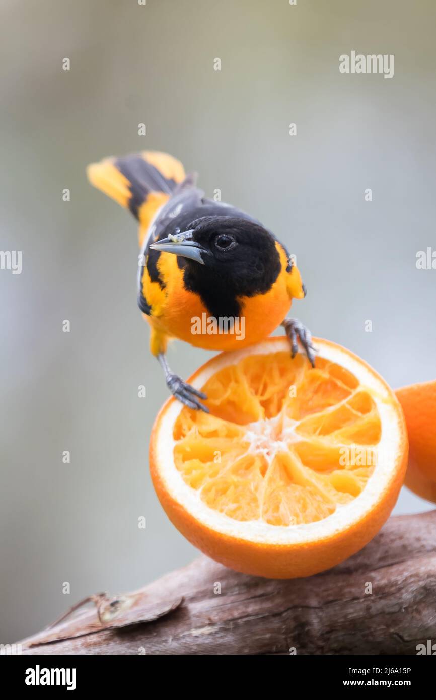 Oriole feeder hi-res stock photography and images - Alamy