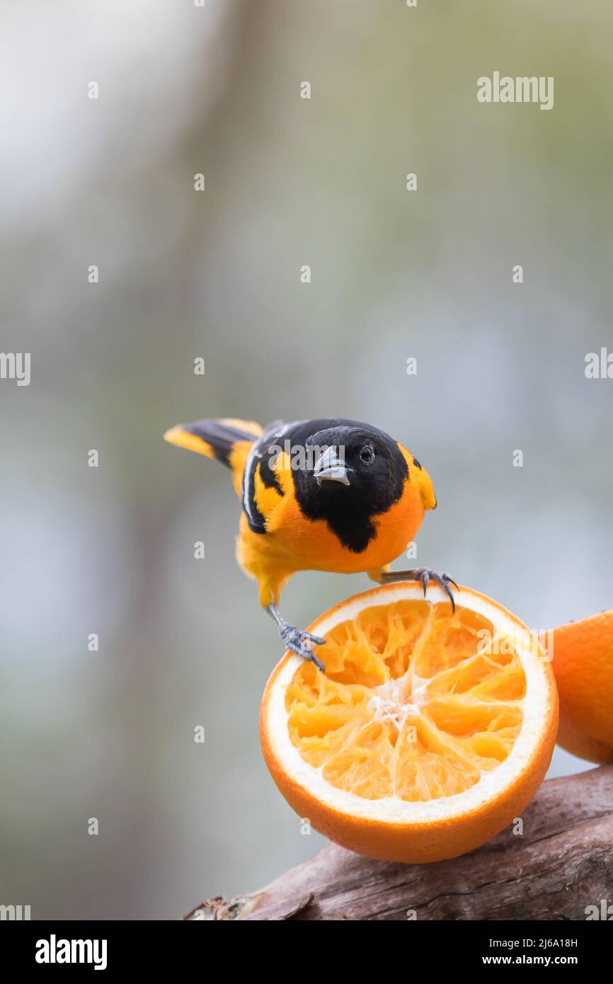 Baltimore oriole bird fruit spring hi-res stock photography and images ...