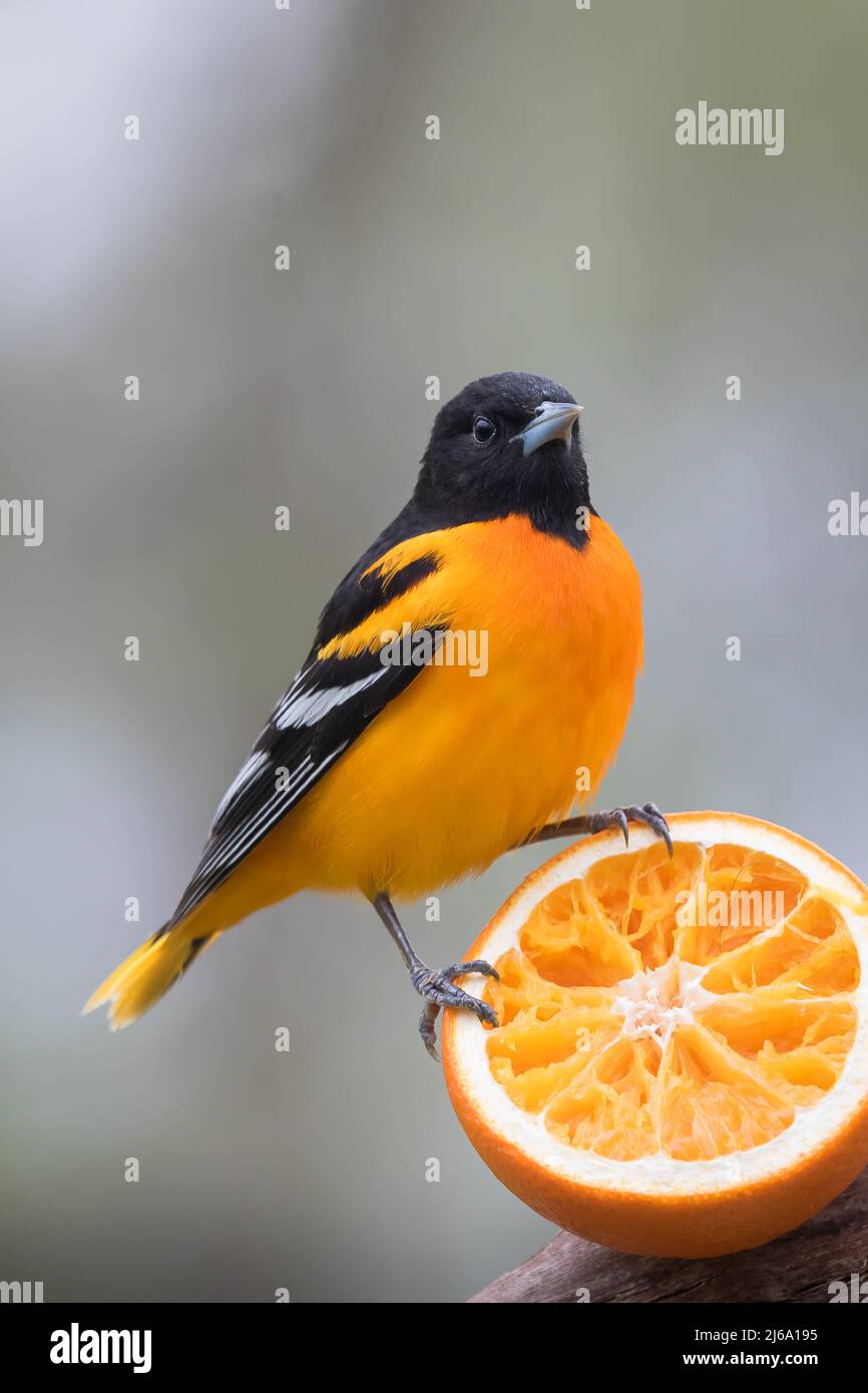 Baltimore oriole bird hi-res stock photography and images - Alamy