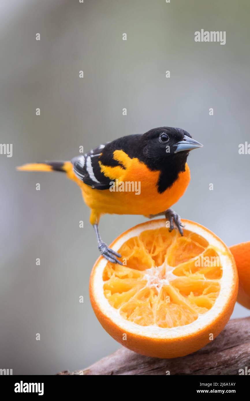 Baltimore oriole bird hi-res stock photography and images - Alamy