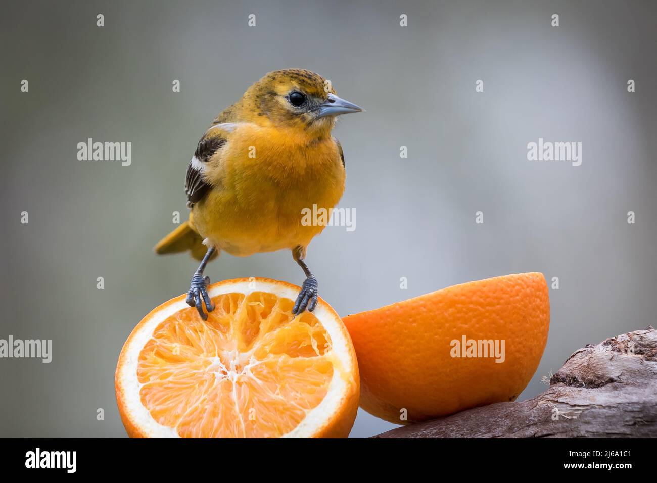 Baltimore oriole female hi-res stock photography and images - Alamy