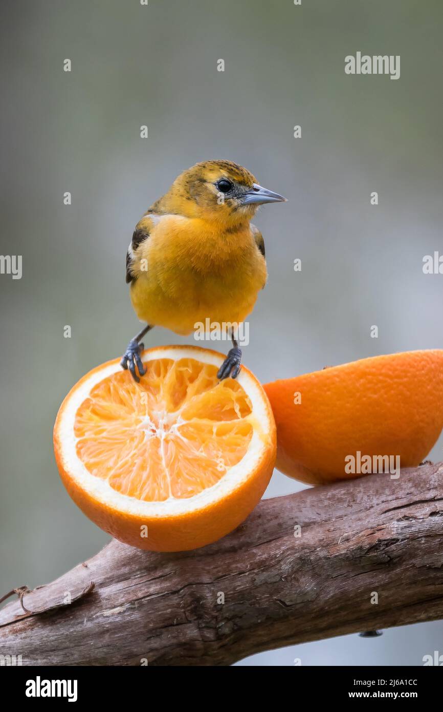 Baltimore oriole female hi-res stock photography and images - Alamy