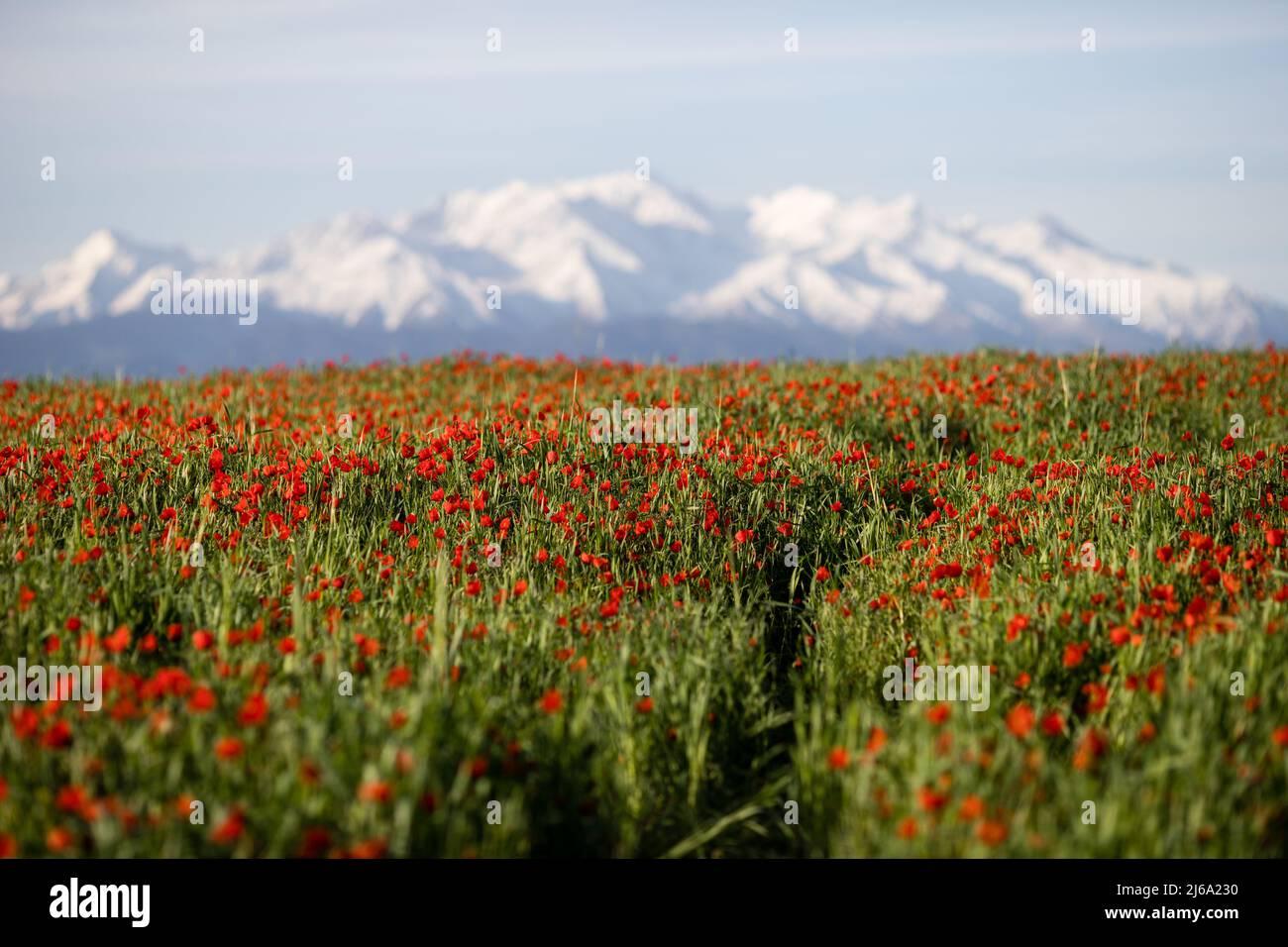 Poppy fields near Leninskoe village near the city of Bishkek in ...