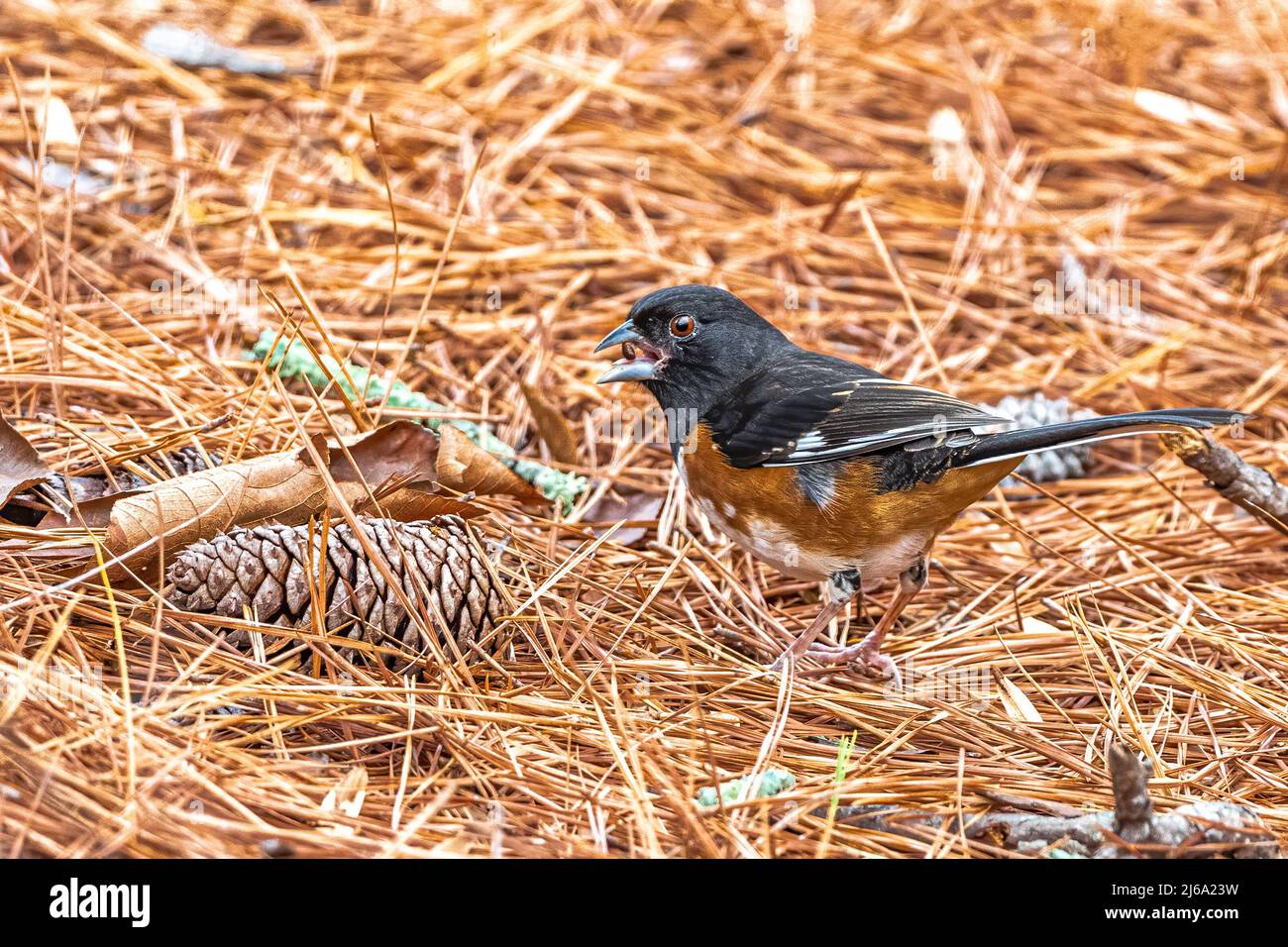 Eastern Towhee (Pipilo erythrophthalmus) Eating Seeds Stock Photo - Alamy