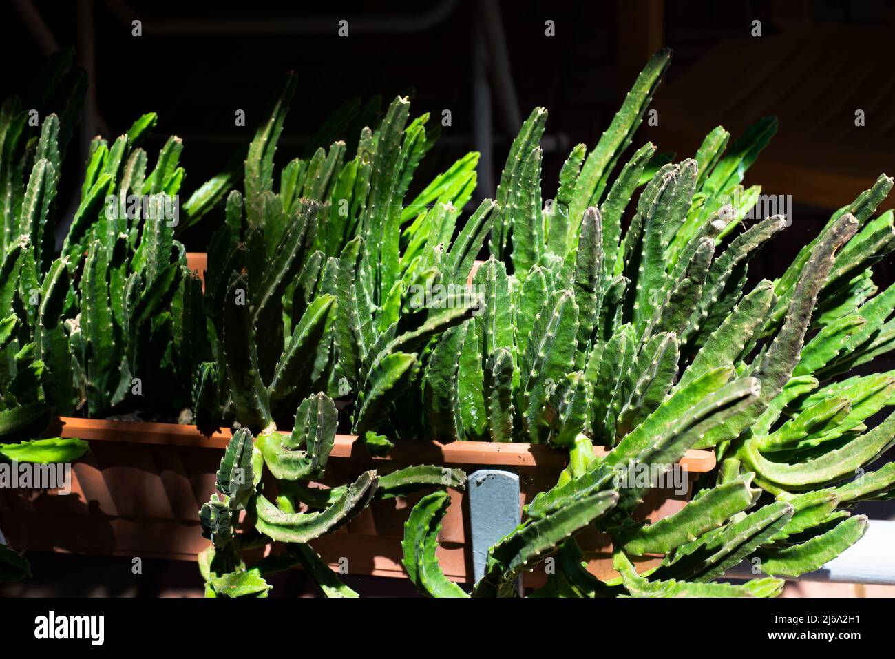 Decorating with succulents hi-res stock photography and images - Alamy