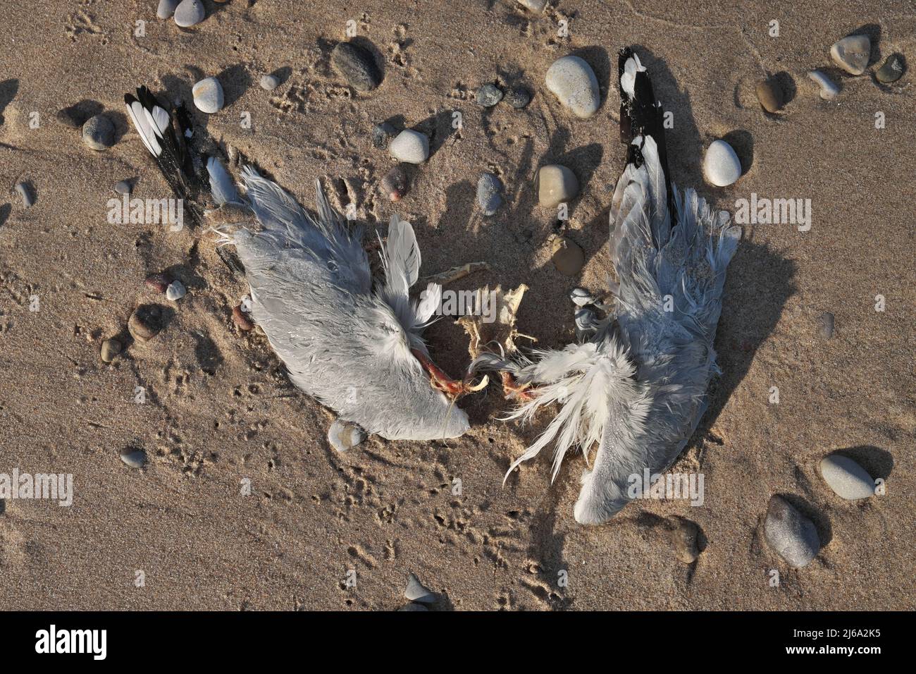 Seagull life cycle hi-res stock photography and images - Alamy