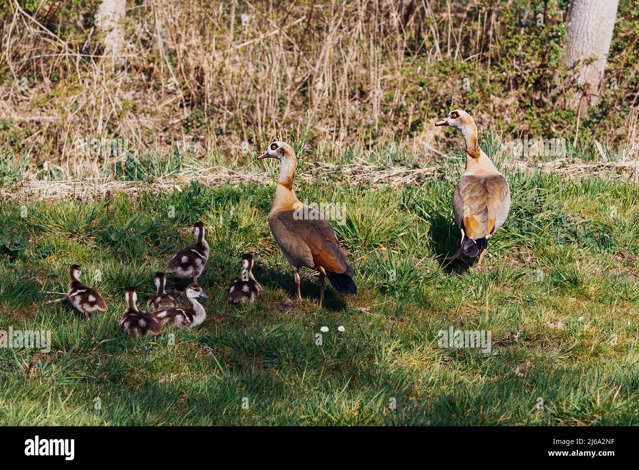 Egyptian goose family in the wild. The female, male and goslings of the ...