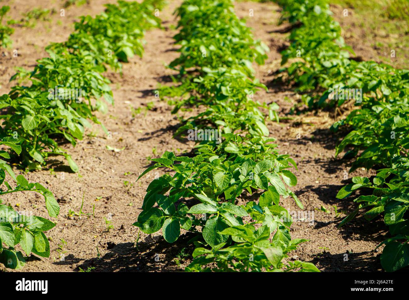 First greens grow in garden in spring. Gardening and growing farm ...
