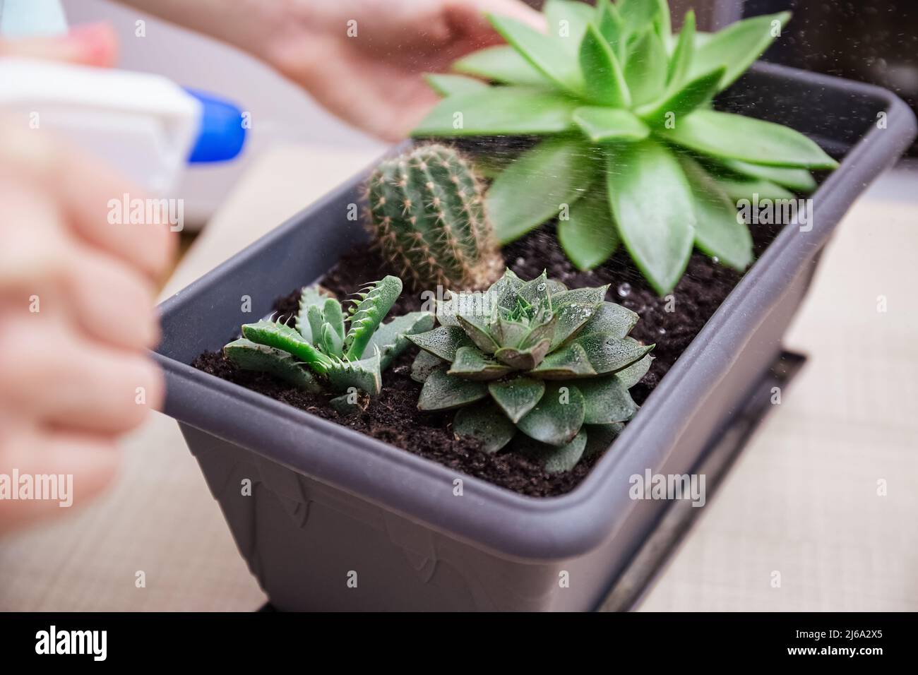 A woman sprays succulent leaves from dust from a spray bottle ...