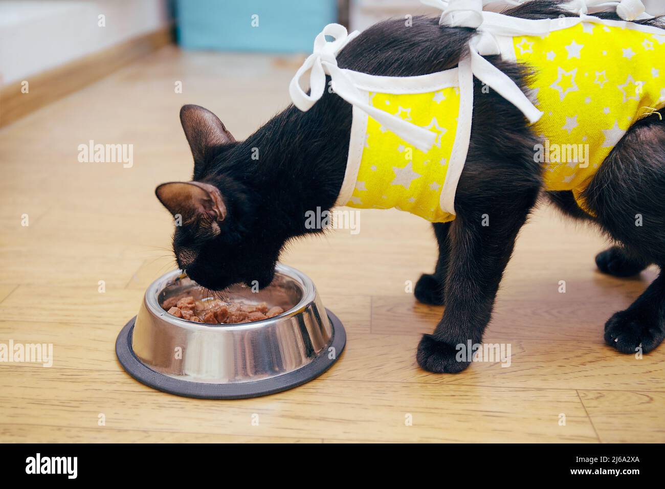 Spay surgery hi-res stock photography and images - Alamy