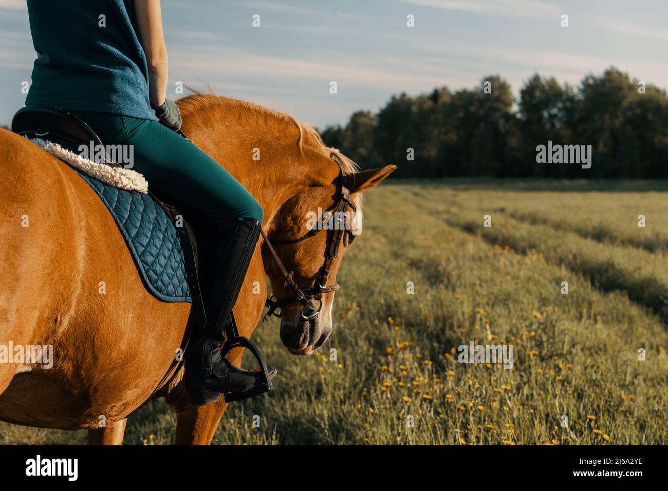 Red horse with rider upon back standing in outdoors at sunset, behind ...