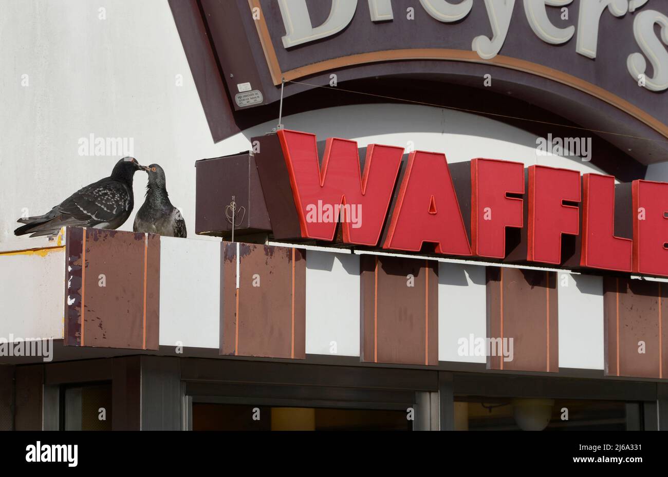 A pair of pigeons engage in a mating ritual before mating. During the ...